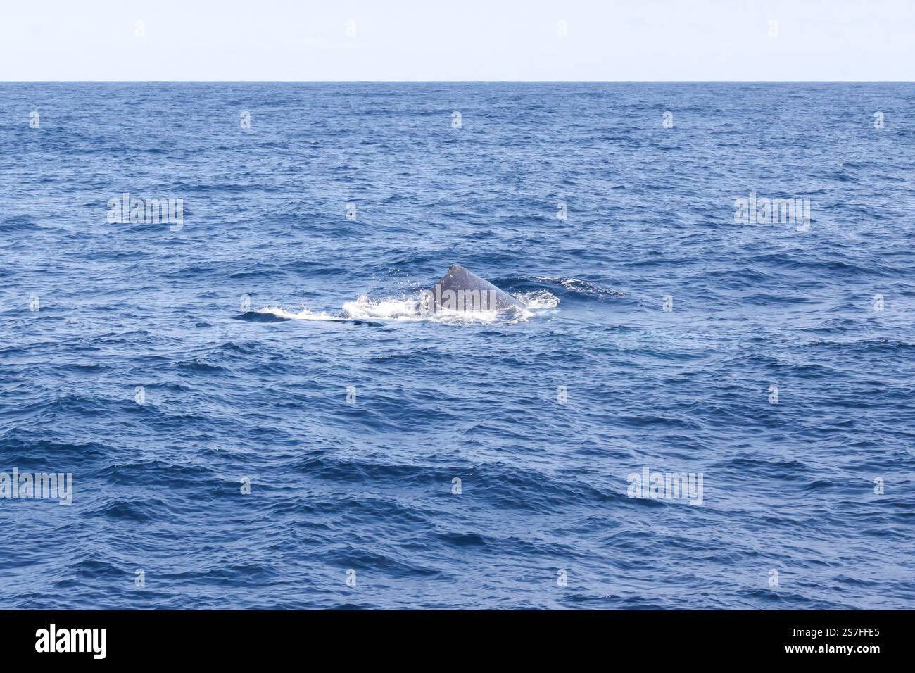 A whale is swimming in the ocean. The water is calm and blue. The whale ...