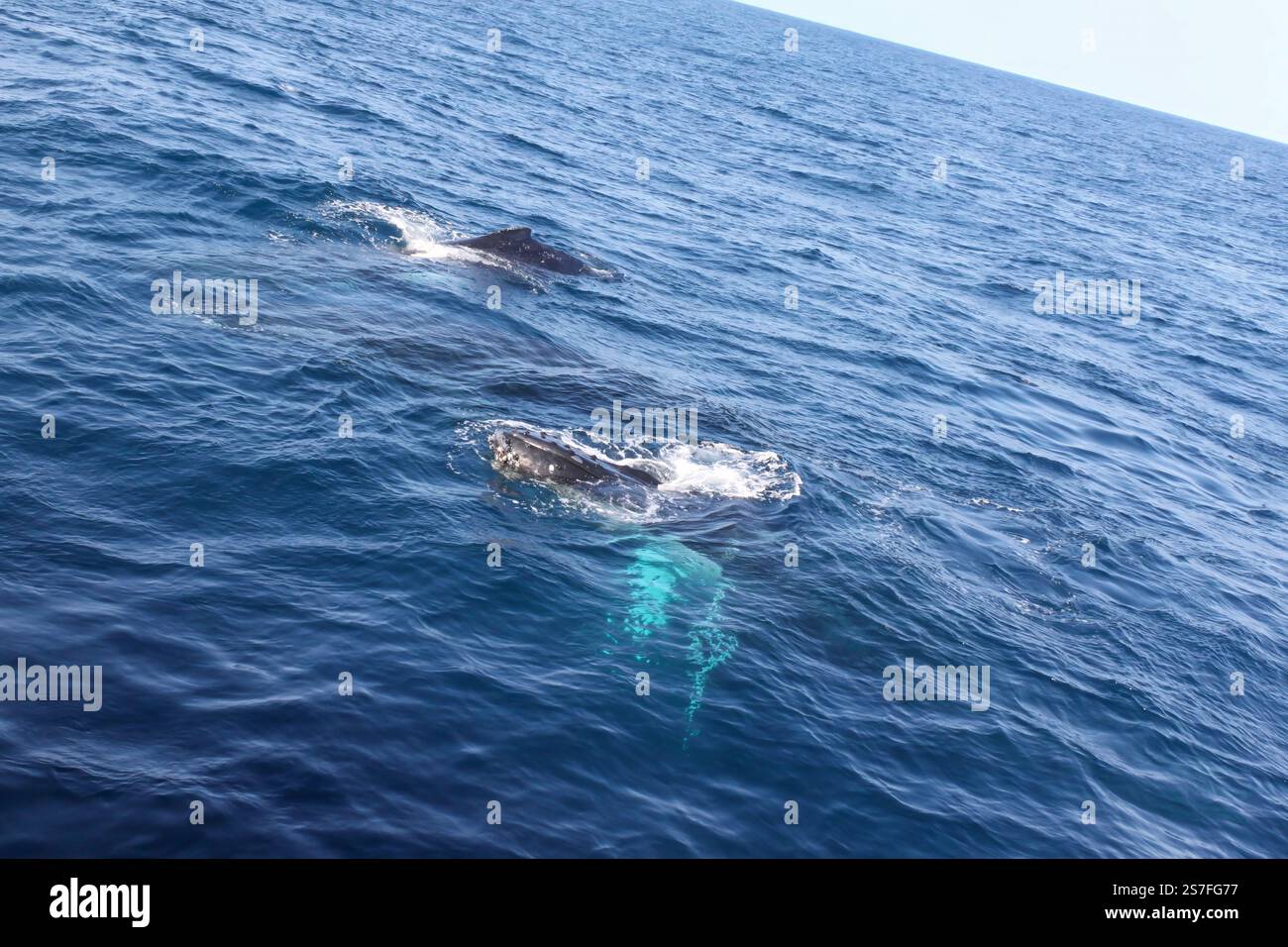 Two humpback whales swimming in the ocean. The water is blue and the ...
