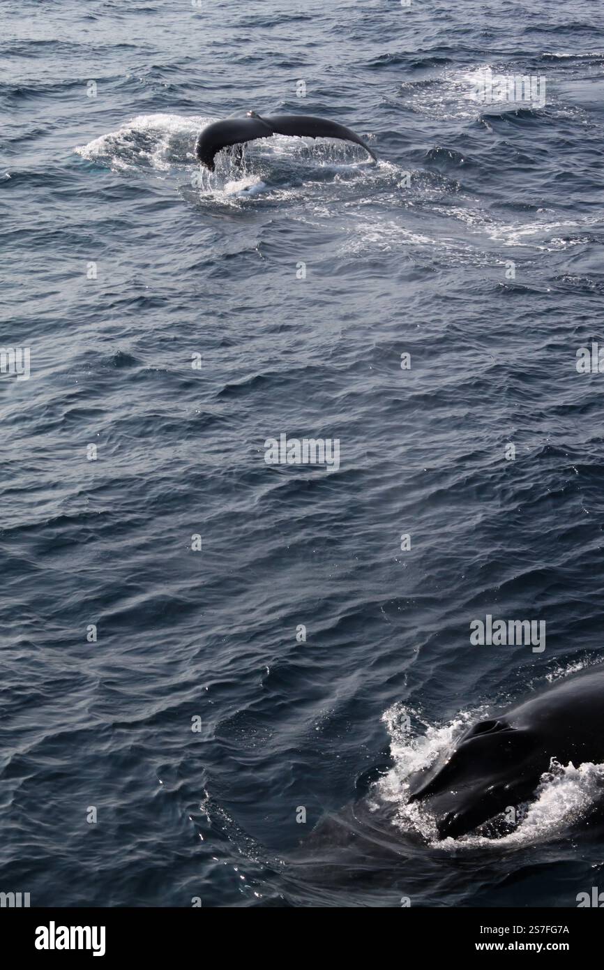Two whales are swimming in the ocean, one of which has its tail up. The ...