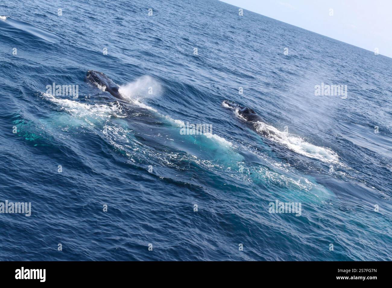 Two humpback whales in the ocean, with one of them blowing bubbles. The ...