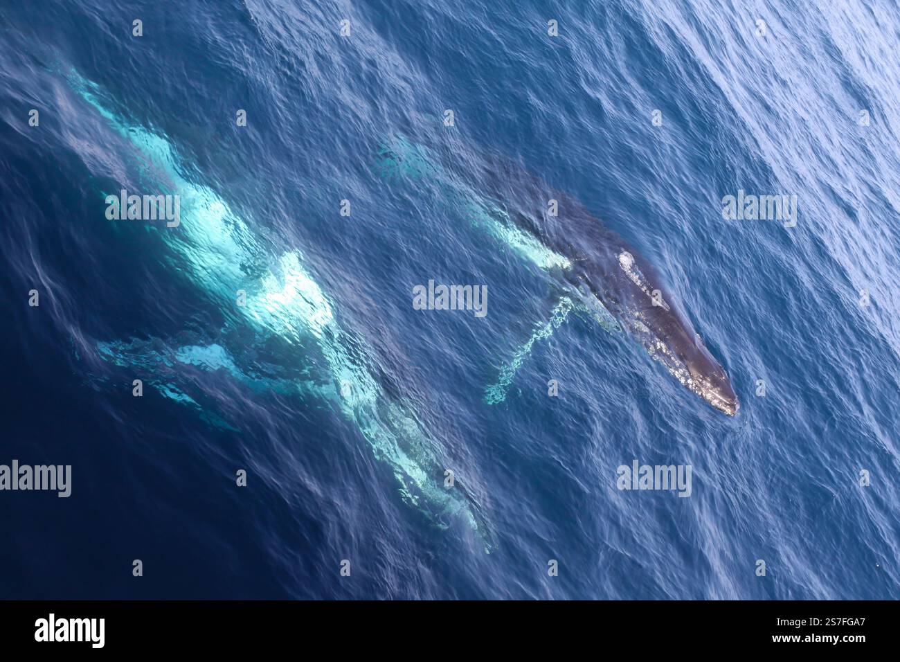Two whales are swimming in the ocean. One is larger than the other. The ...
