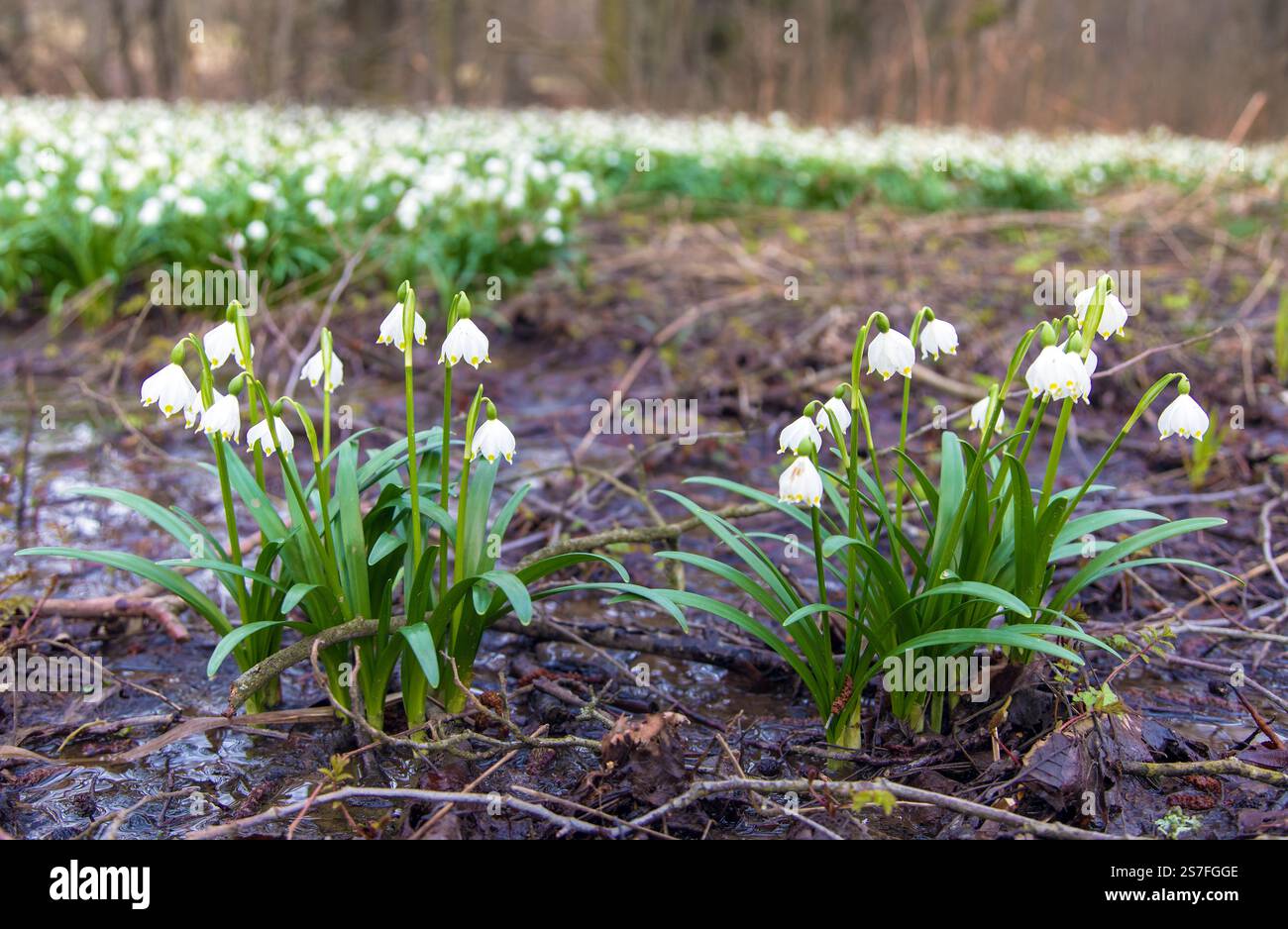 spring snowflake flowers in latin leucojum vernum white flowering ...
