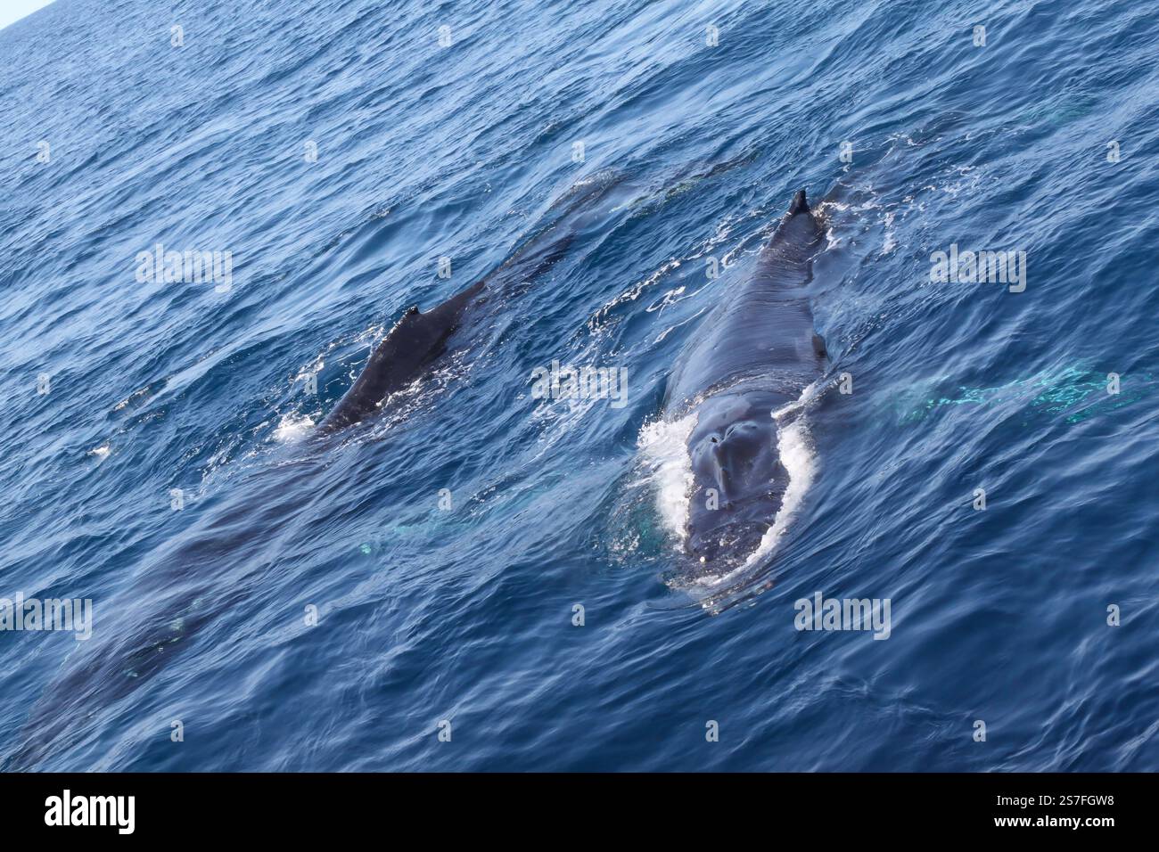 Two whales are swimming in the ocean. The water is blue and the sky is ...