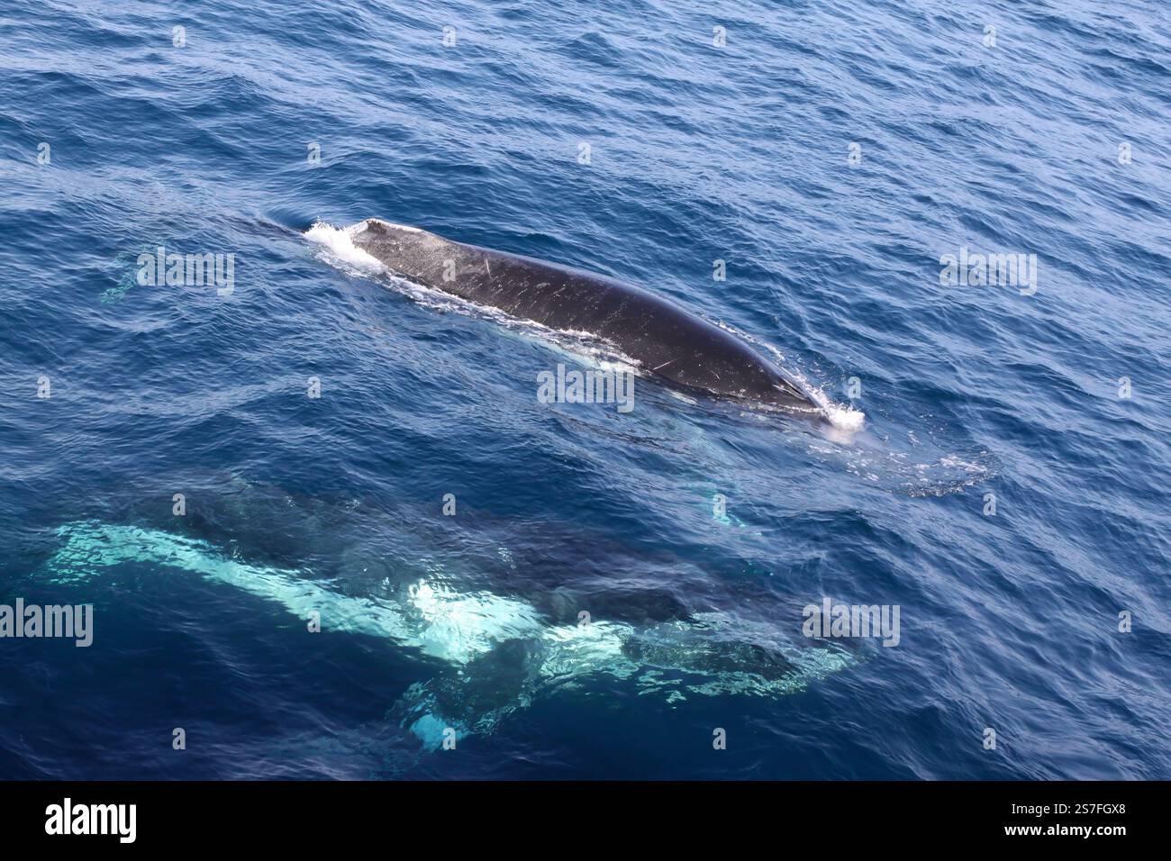 Two whales are swimming in the ocean. One is larger than the other. The ...