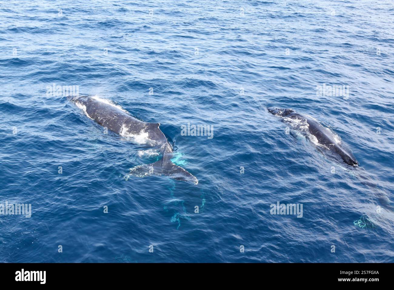 Two whales swimming in the ocean. The water is blue and calm. The ...