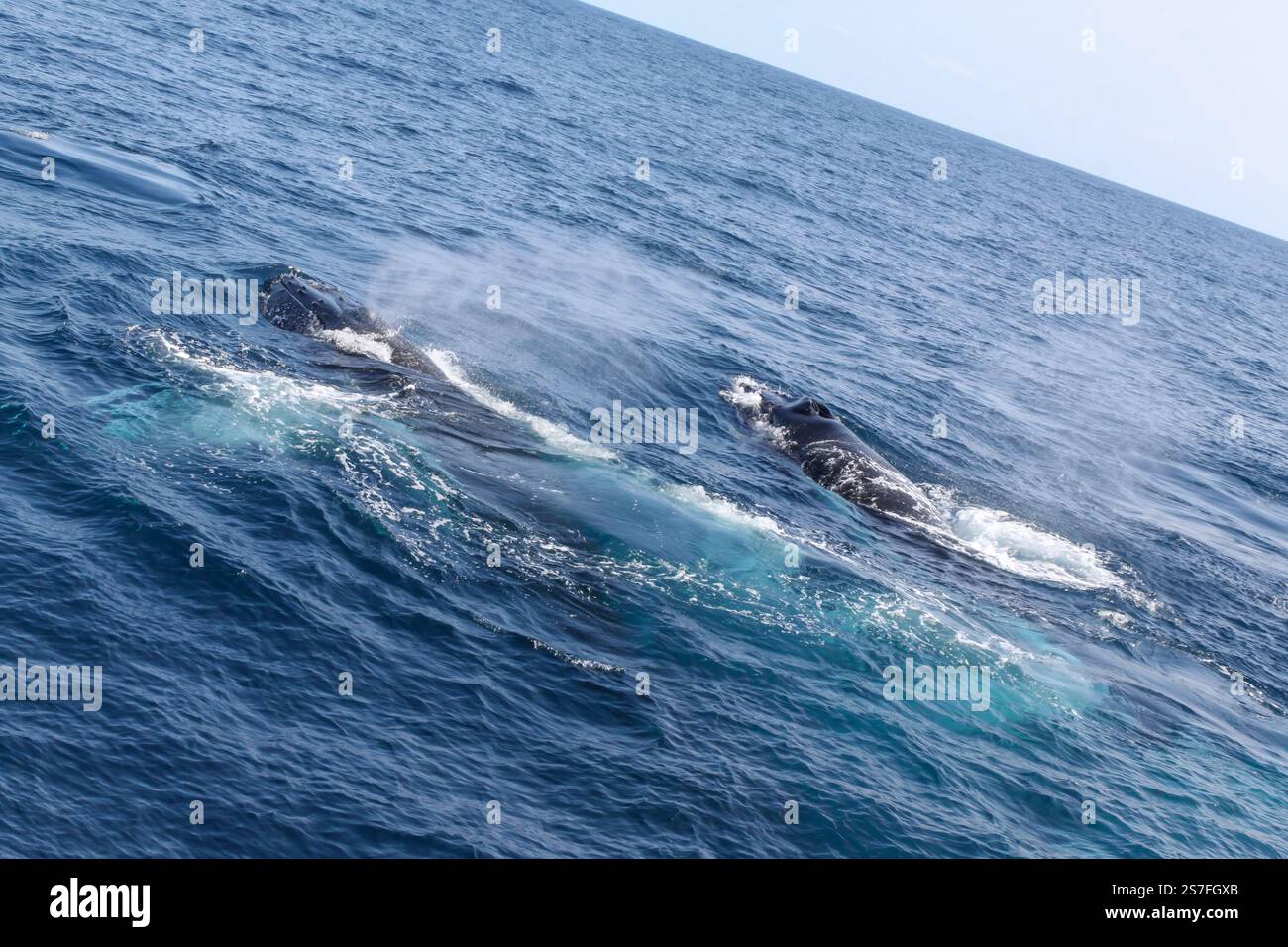Two whales are swimming in the ocean. The water is blue and the sky is ...