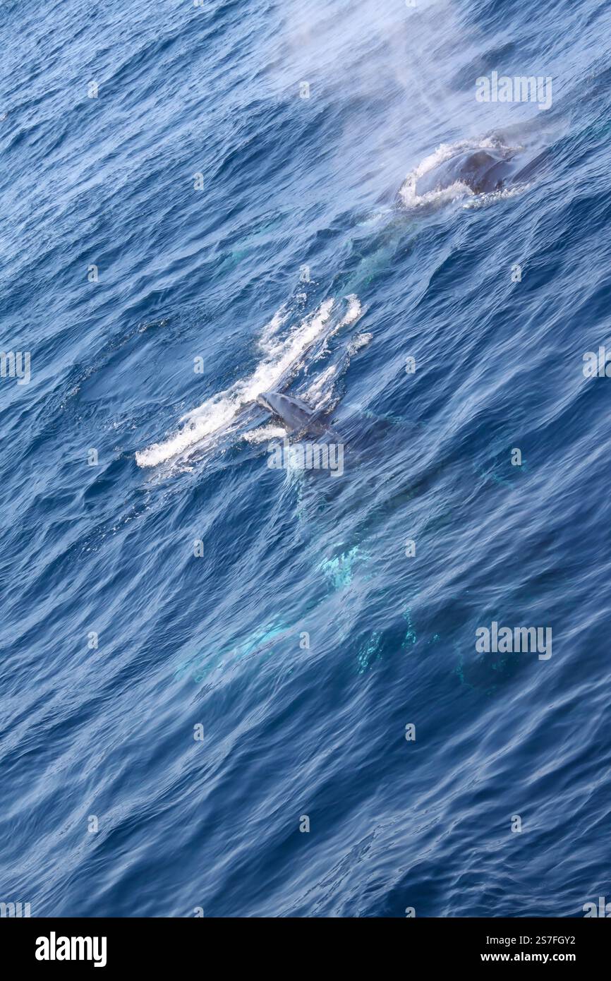 Two whales swimming in the ocean. The water is blue and the whales are ...