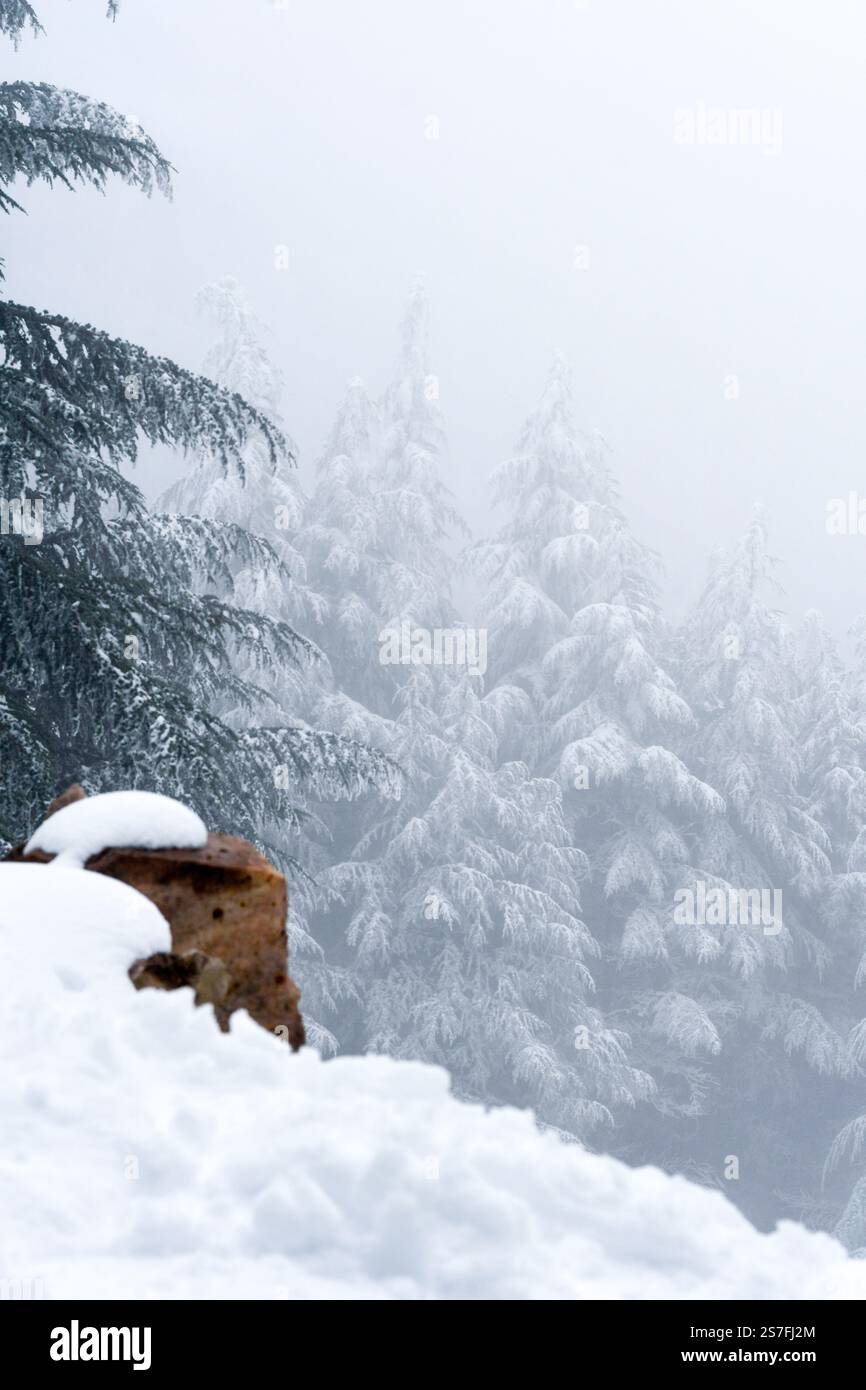 Scenic view of snow covering Blue Atlas Cedar trees in Chelia Mountain ...