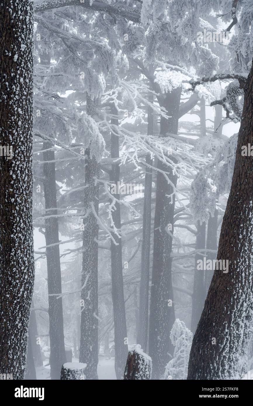 Scenic view of snow covering Blue Atlas Cedar trees in Chelia Mountain ...