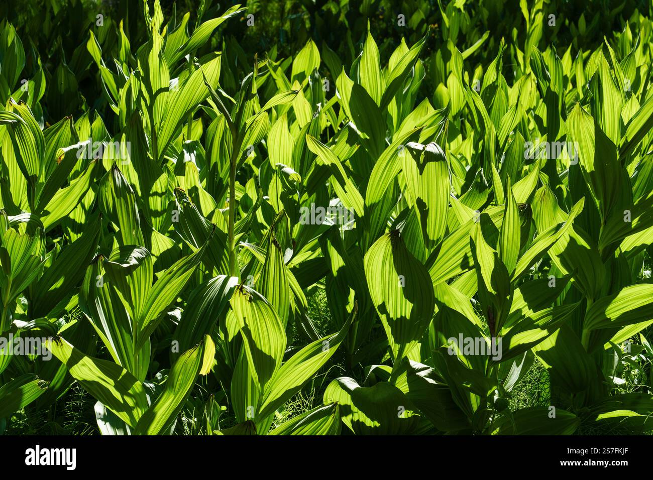 Corn Lily aka False Hellebore plants backlit by sunlight (Veratrum ...