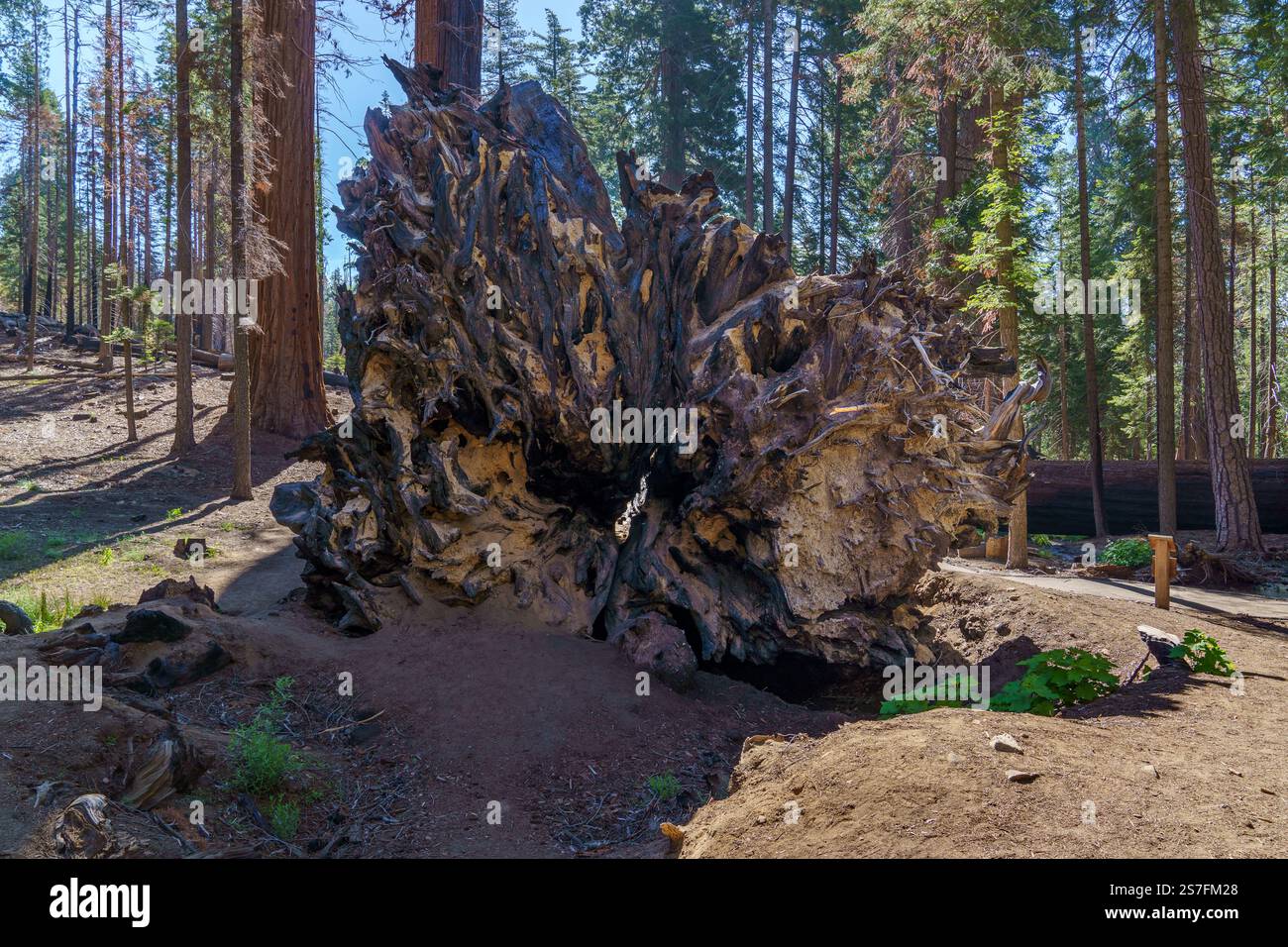 Giant sequoia tree uprooted with roots exposed and showing in Sequoia ...