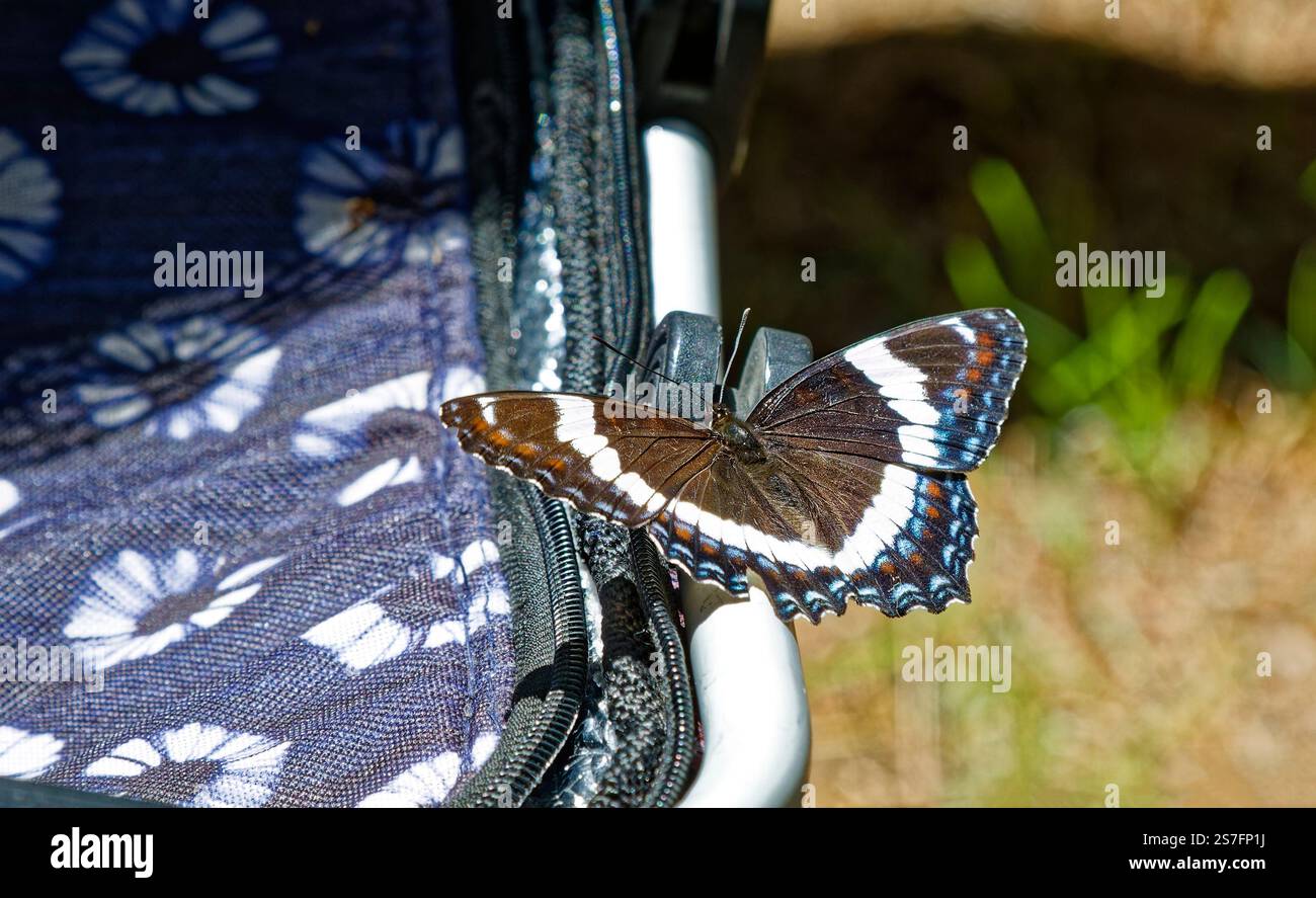 butterfly, White Admiral, Limentis artemis, brown, white, blue, orange ...