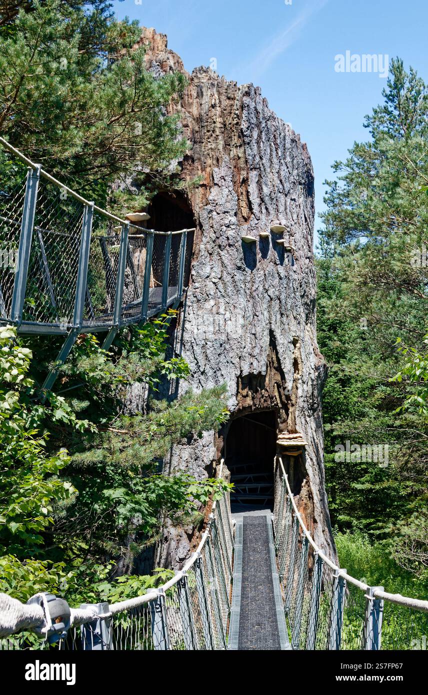 swinging walkways into man made tree, experience treetop, exhibit ...