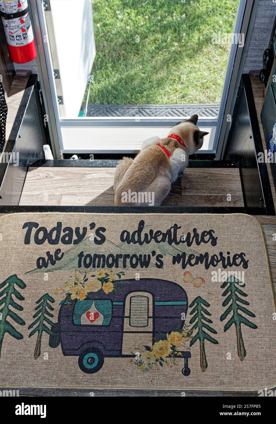 Tonkinese cat, mat, text "Today's adventures are tomorrow's memories ...