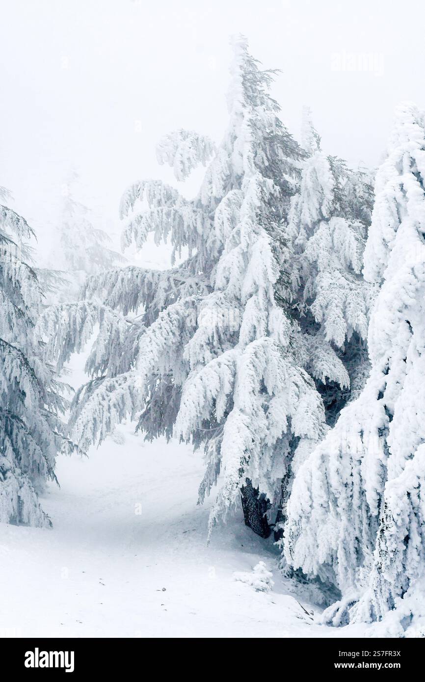 Scenic view of snow covering Blue Atlas Cedar trees in Chelia Mountain ...