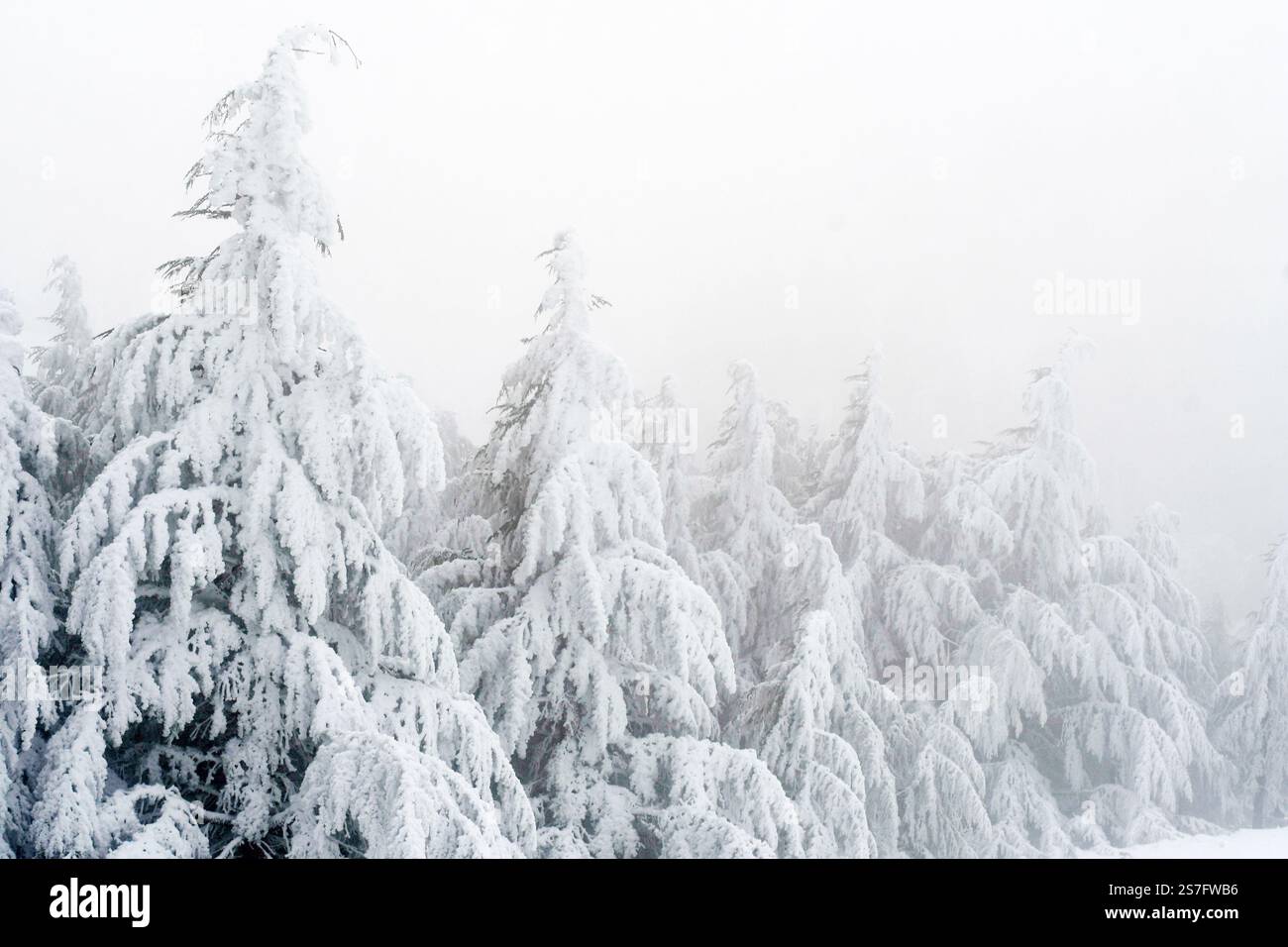 Scenic view of snow covering Blue Atlas Cedar trees in Chelia Mountain ...