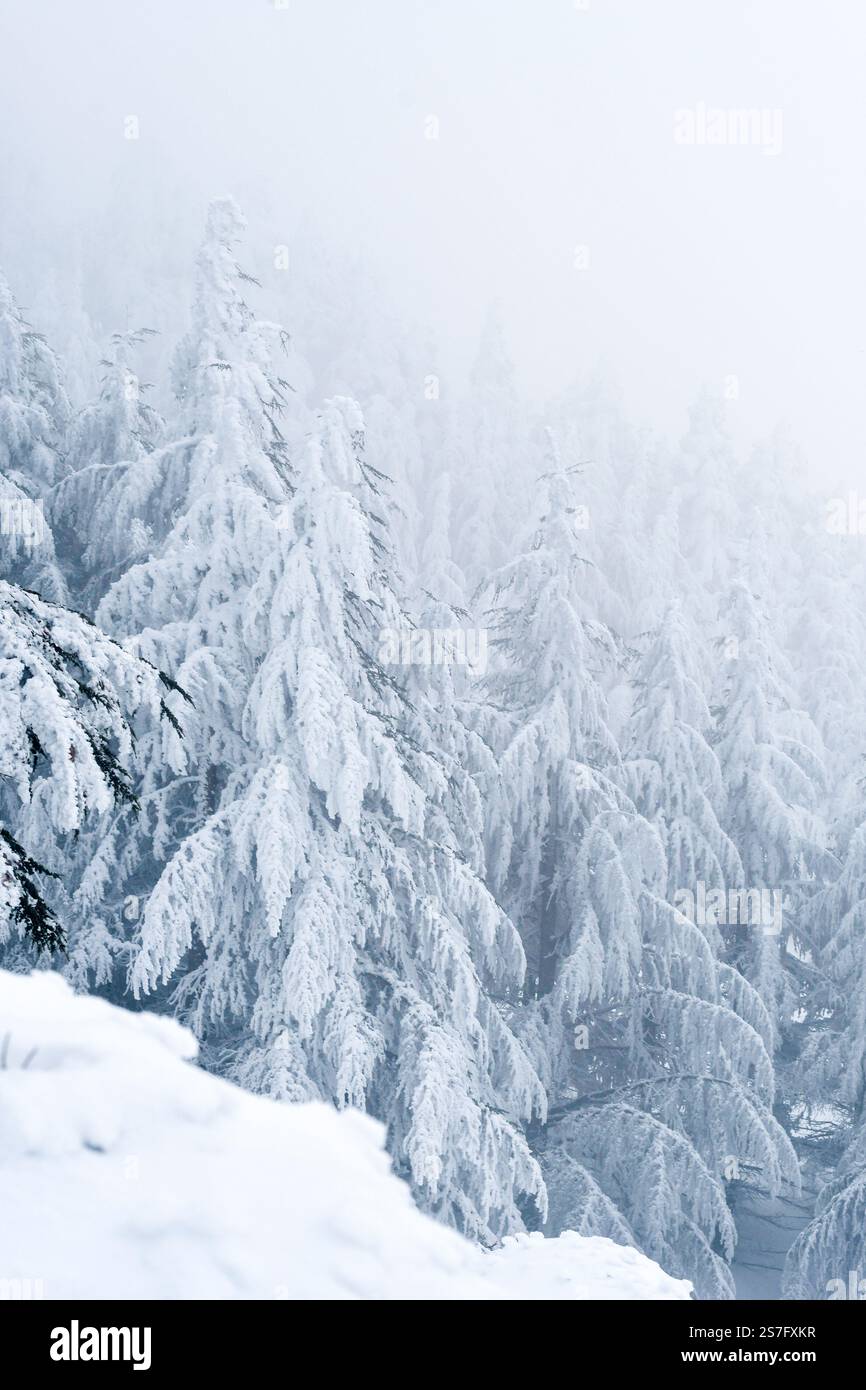 Scenic view of snow covering Blue Atlas Cedar trees in Chelia Mountain ...