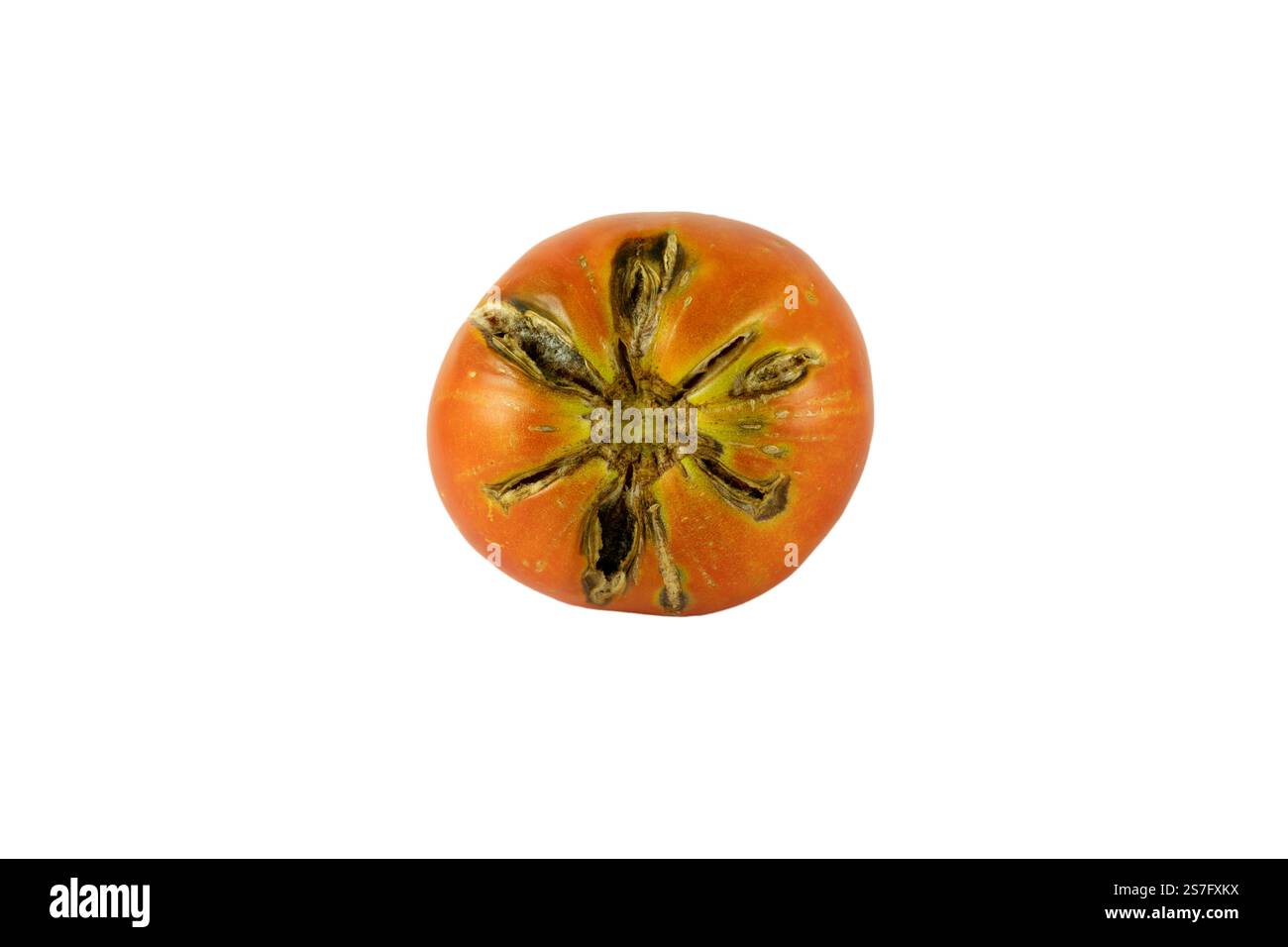 The fruit of the tomato is red, ripe with deep black cracks Stock Photo ...