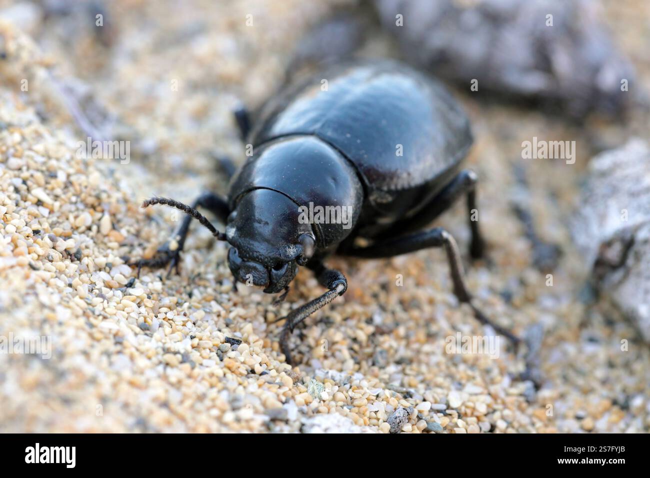 Pimelia granulicollis, beetle from the family of darkling beetles, Tenebrionidae. A beetle ...