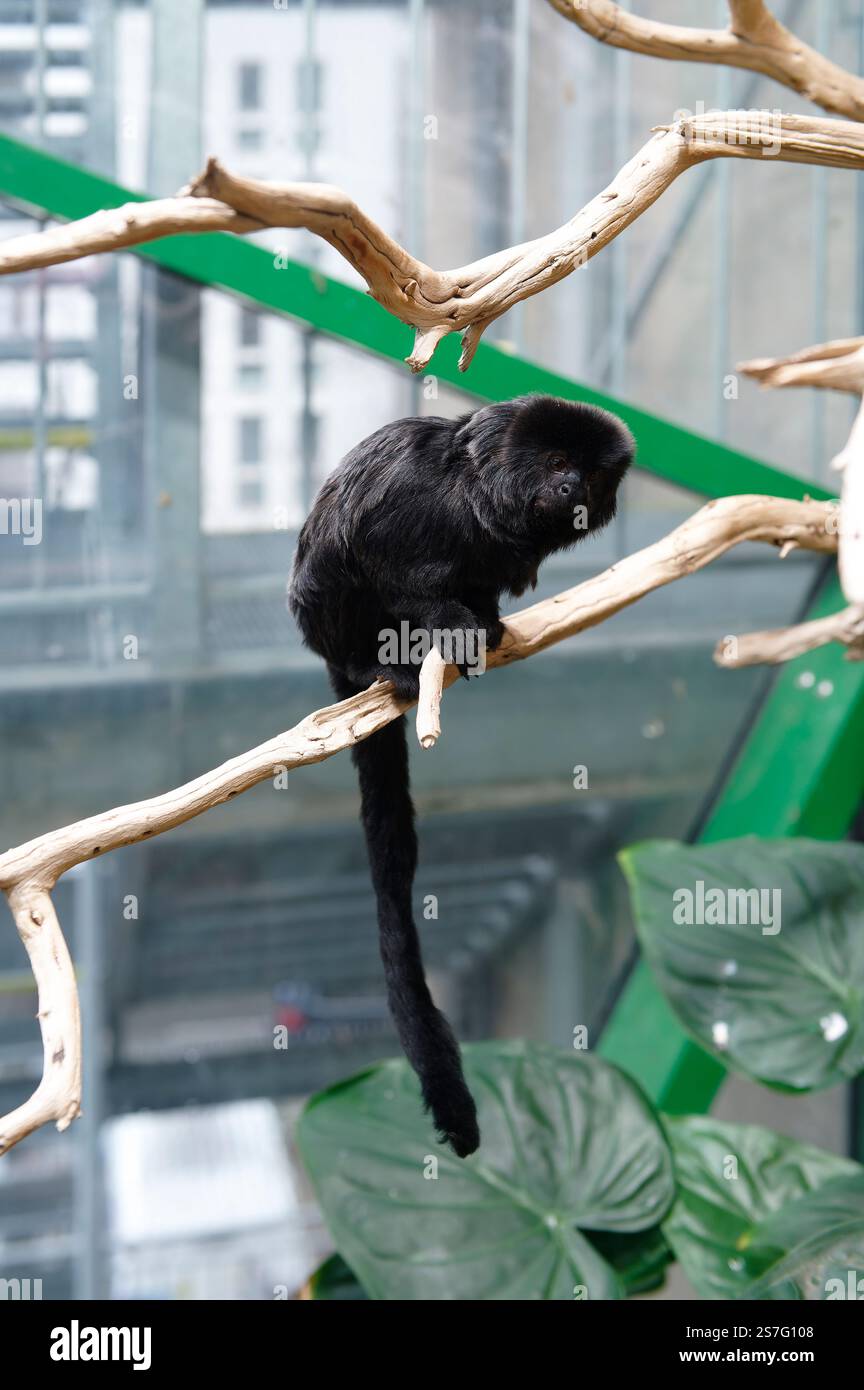 Vienna, Austria. House of the Sea. Jumping tamarin (Callimico goeldii ...