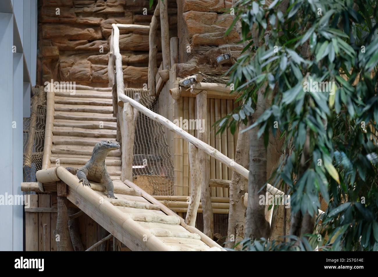 Vienna, Austria. House of the Sea. Komodo dragon (Varanus komodoensis ...