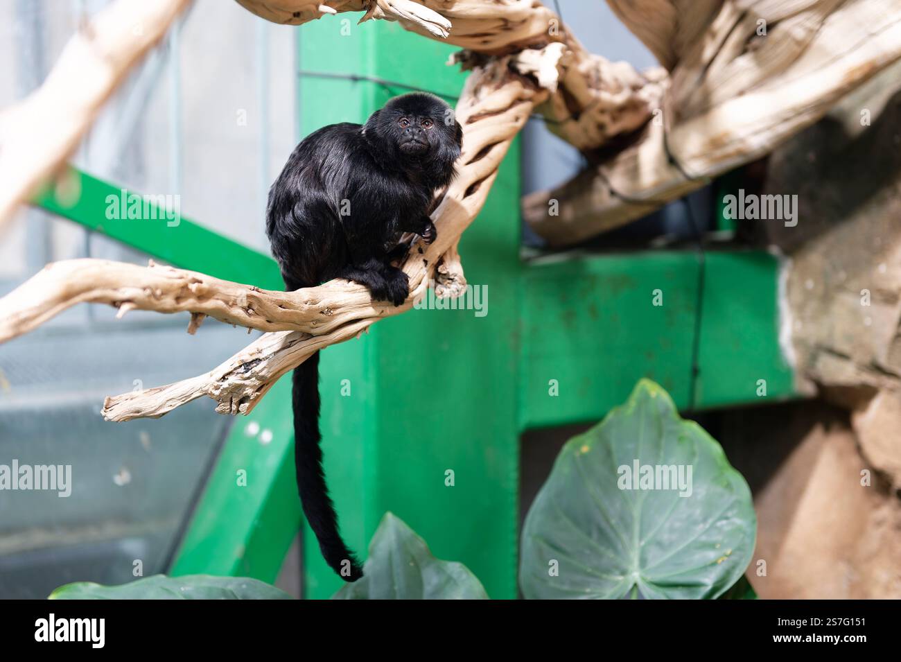 Vienna, Austria. House of the Sea. Jumping tamarin (Callimico goeldii ...