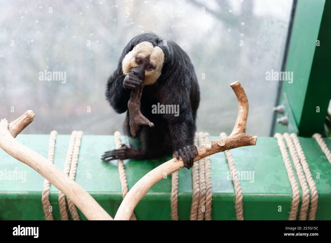 Vienna, Austria. House of the Sea. White-headed saki (Pithecia pithecia ...