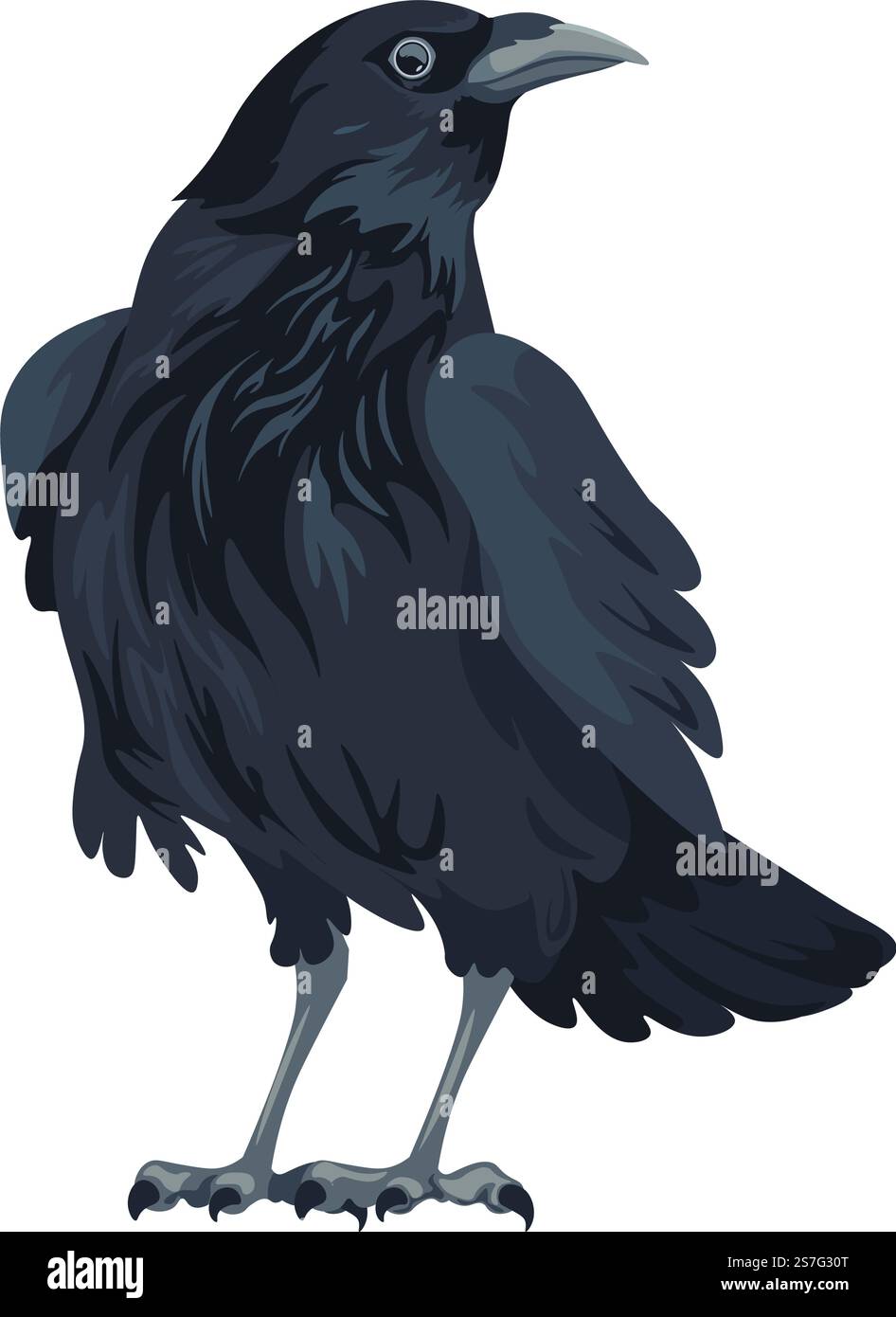 Crow bird sharp beak Cut Out Stock Images & Pictures - Alamy