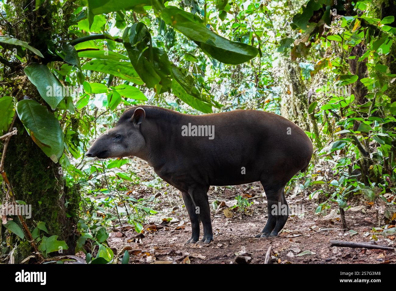 Brazilian tapioca hi-res stock photography and images - Alamy