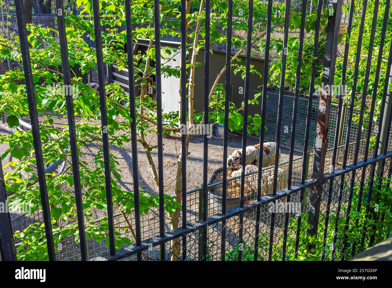 Sheep eating feed from metal feeder behind bars in Central Park Zoo ...