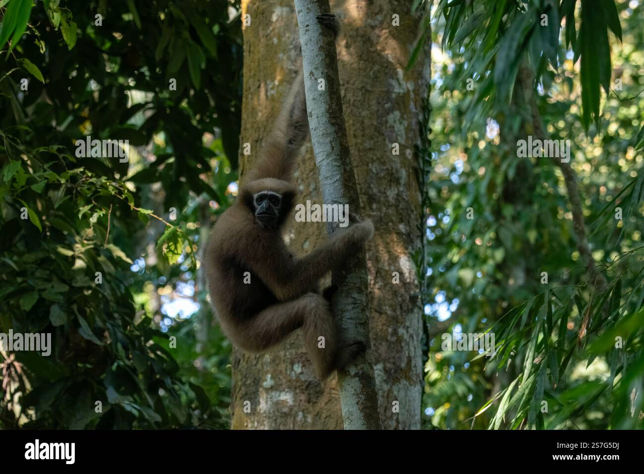 western hoolock gibbon or Hoolock hoolock or in Delhing Patkai, Assam ...