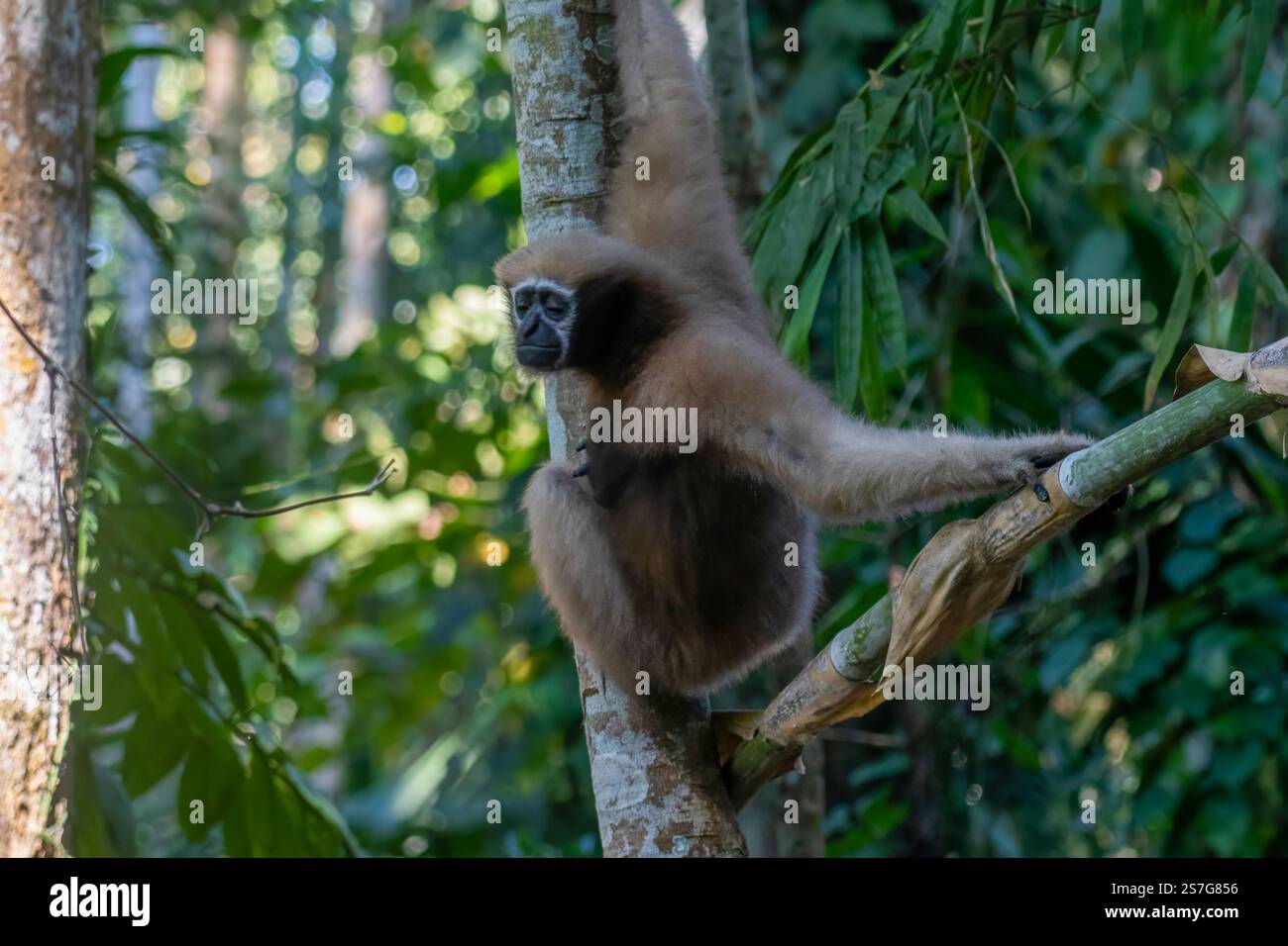 Primate species of india hi-res stock photography and images - Alamy