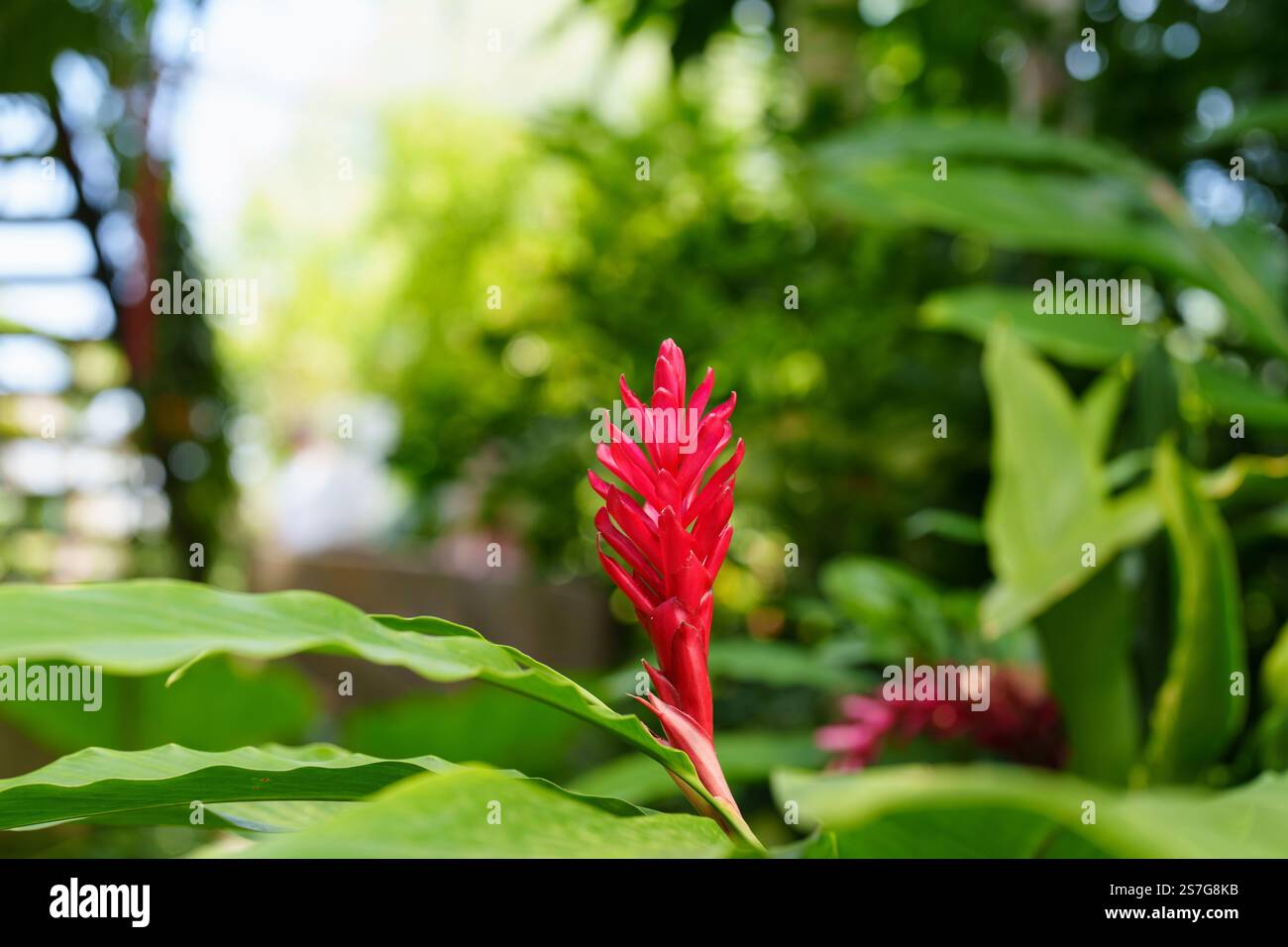 A close-up photo of bright red Alpina Purpurata plant taken in Zurich ...