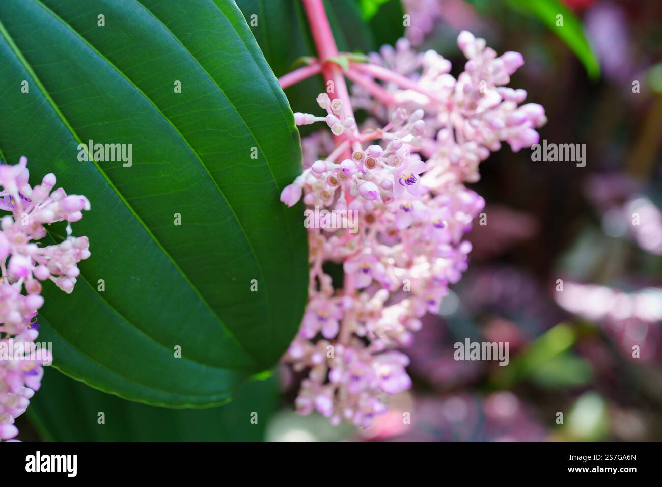 Parijoto flower hi-res stock photography and images - Alamy