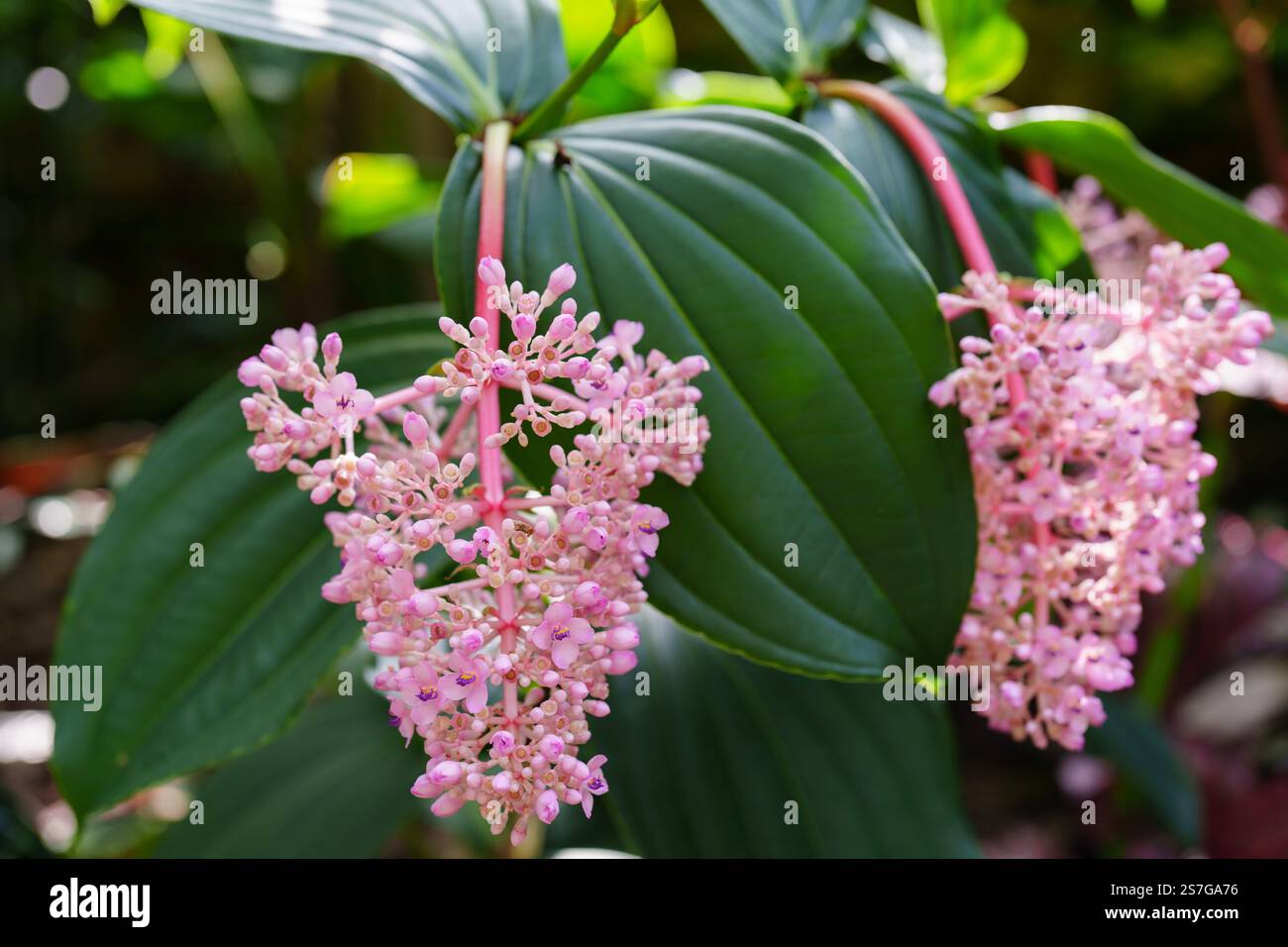 Parijoto flower petal - Medinilla intermedia, Melastomataceae ...