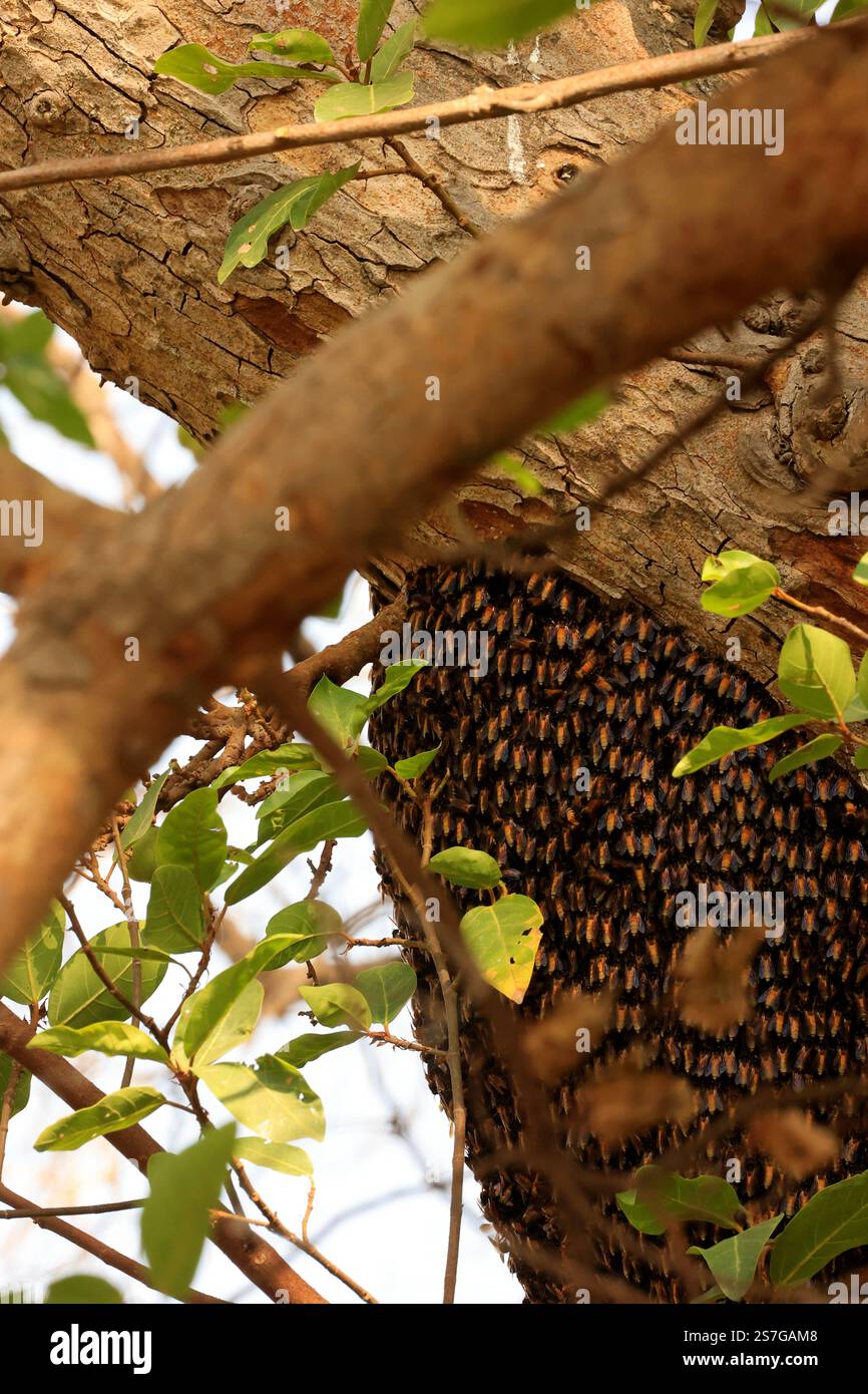 A huge wild bees nest built under a big tree branch high up in the ...