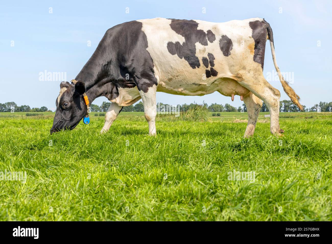 Grazing cow in green field, standing full length in side view, Holstein ...