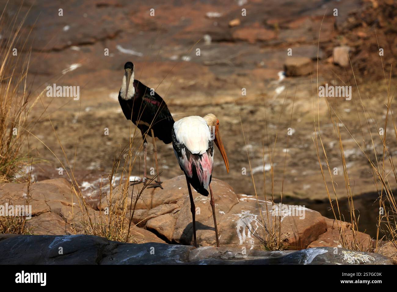 The magnificent bird life of Northern India Stock Photo - Alamy