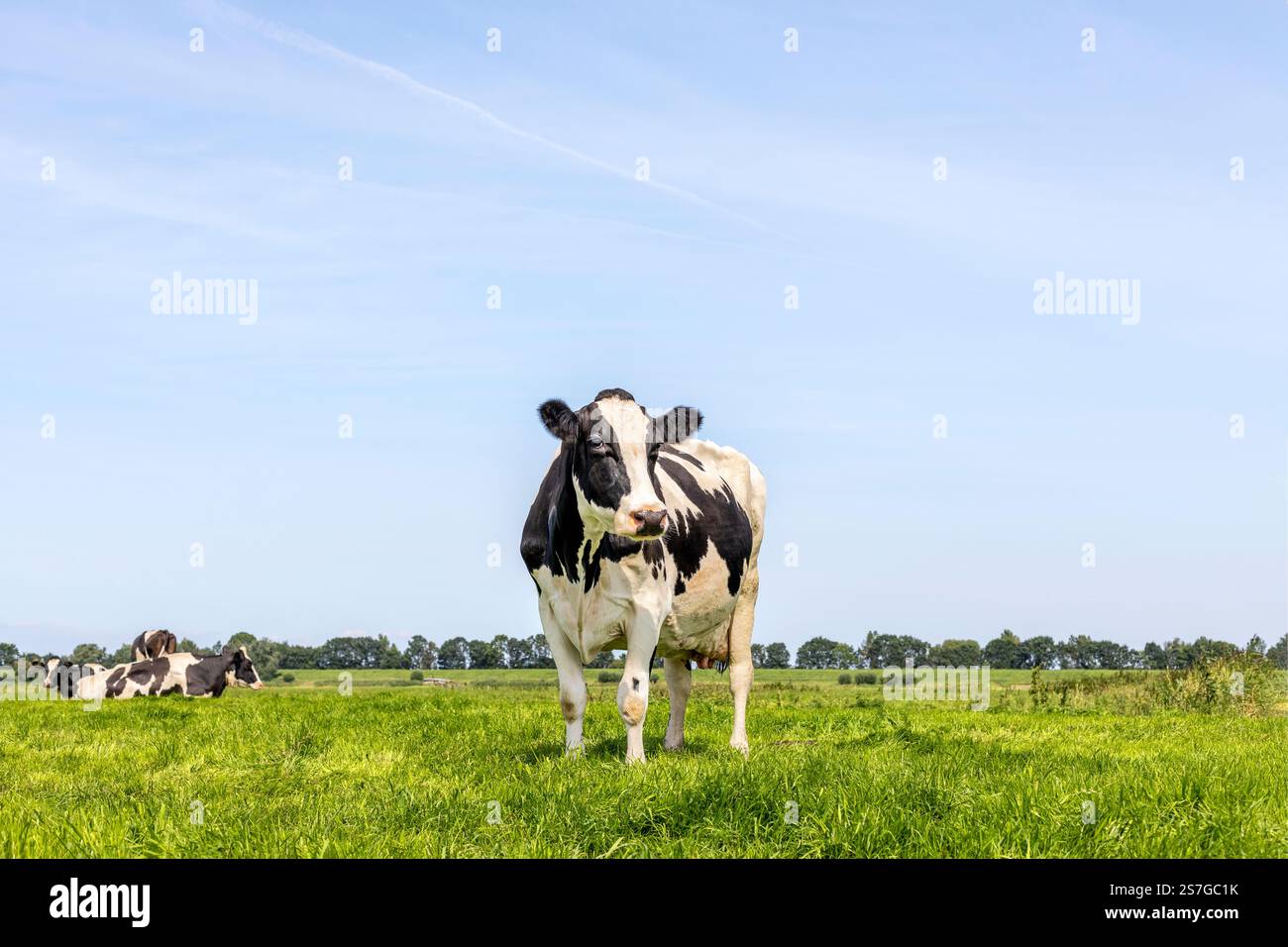 Cow standing full length in front view, Holstein cattle black and white ...