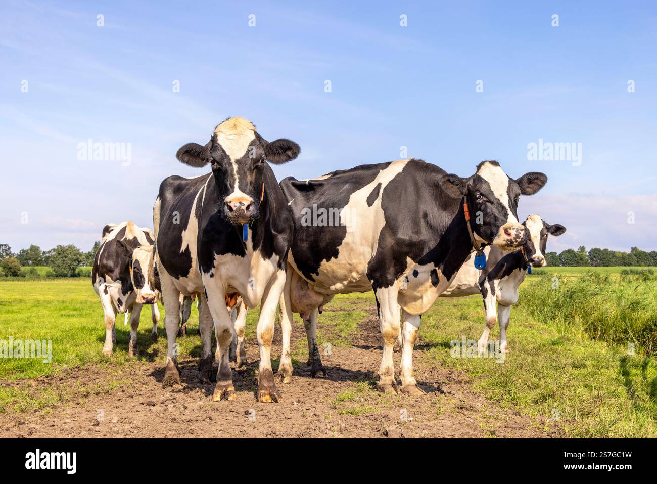 Pack cows, a black and white herd, group together in a field, happy and ...