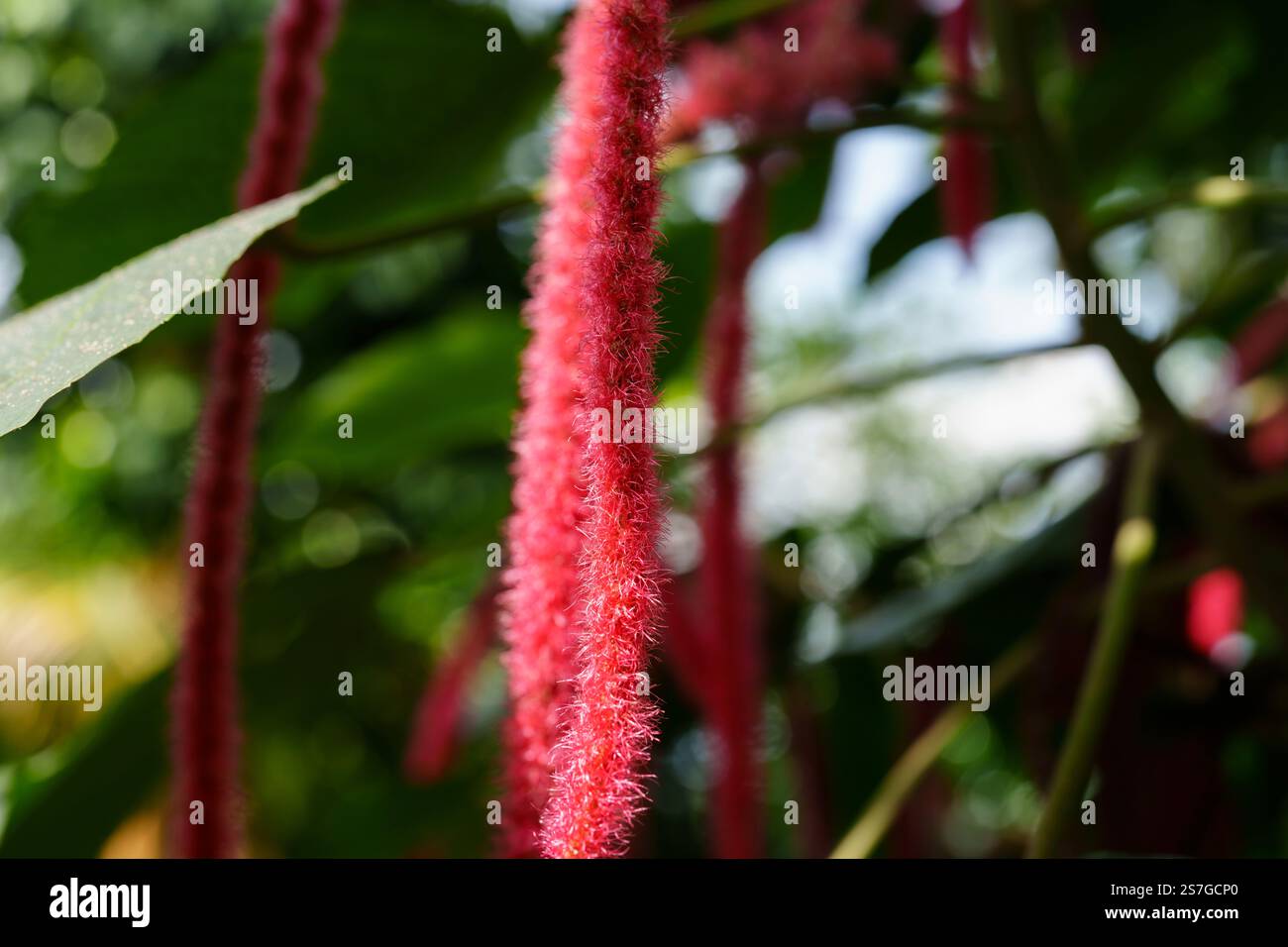 Acalypha hispida, the chenille plant. It's a flowering shrub which ...