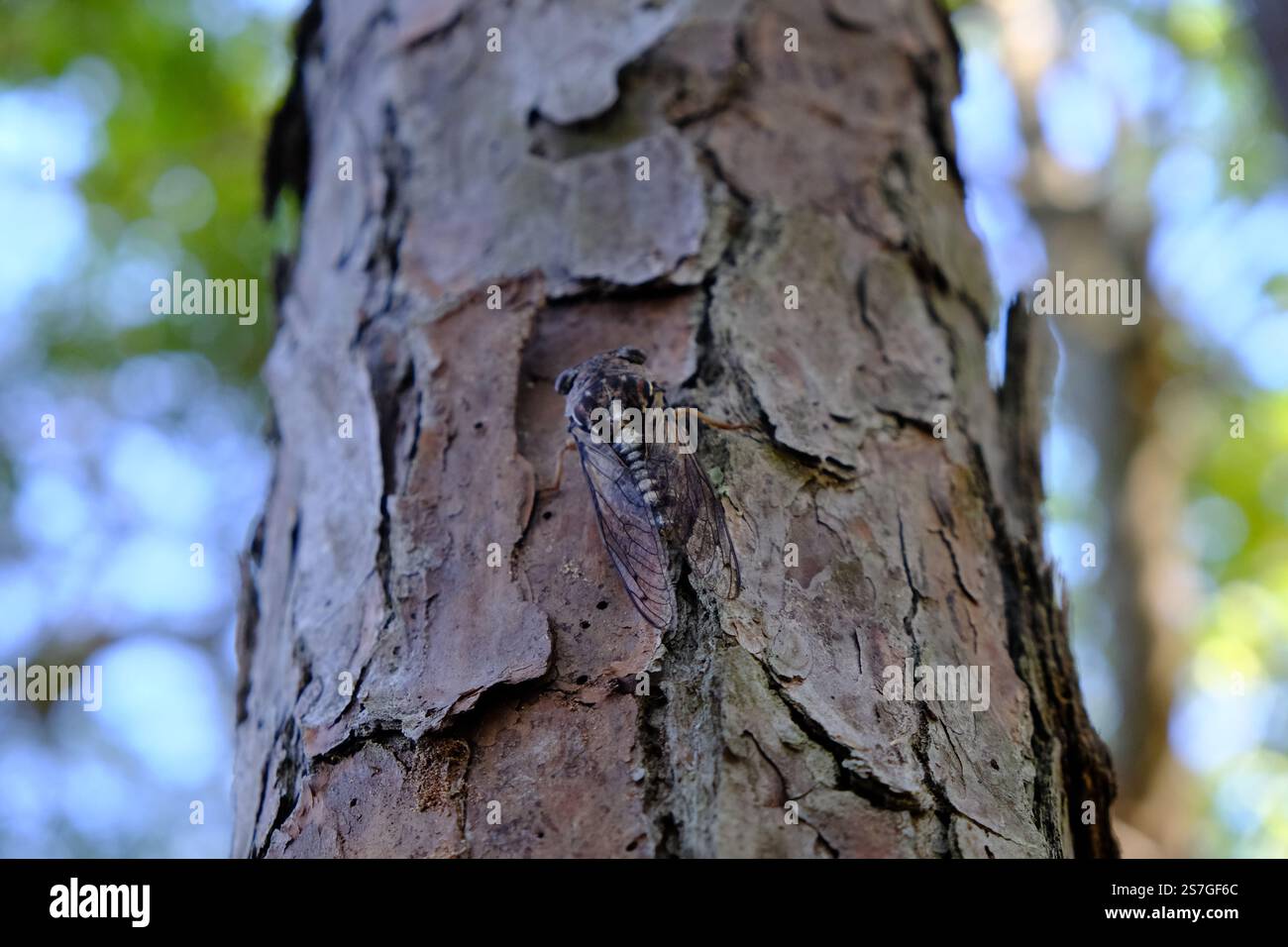 Close-up photograph of a cicada on the rugged trunk of a pine tree in ...