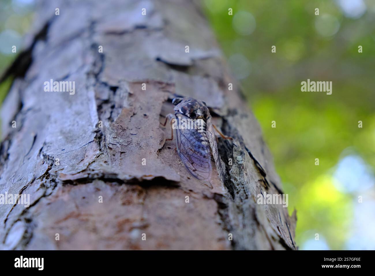 Close-up photograph of a cicada on the rugged trunk of a pine tree in ...