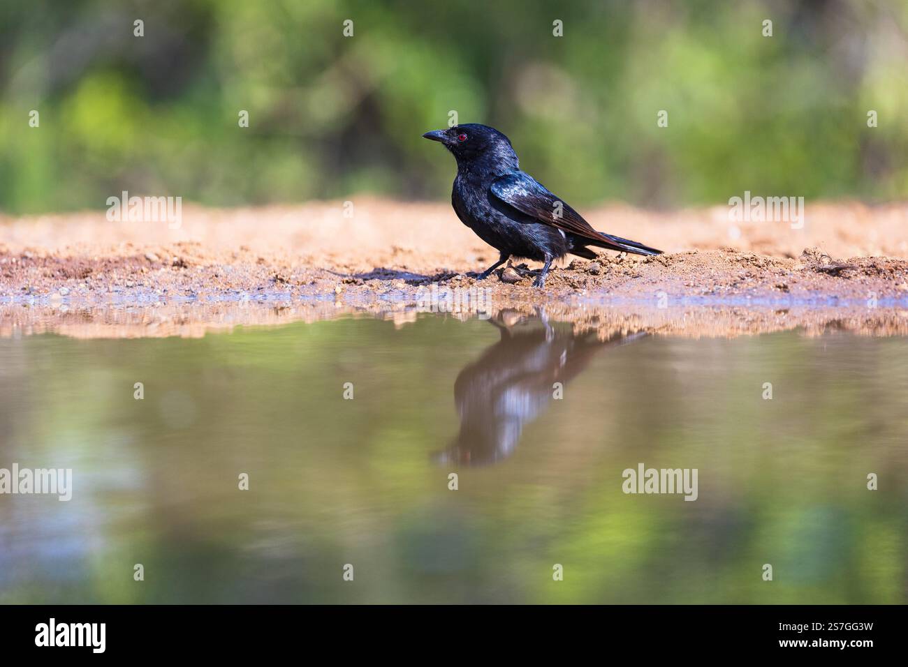 Fork-tailed drongo (Dicrurus adsimilis), Zimanga, South Africa Stock ...