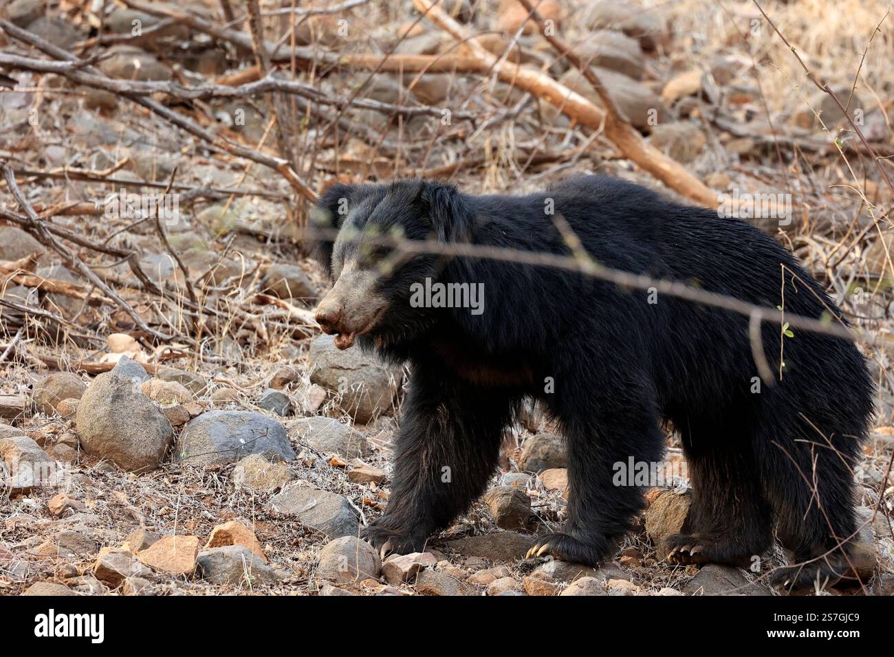 The Indian Sloth Bear Stock Photo - Alamy