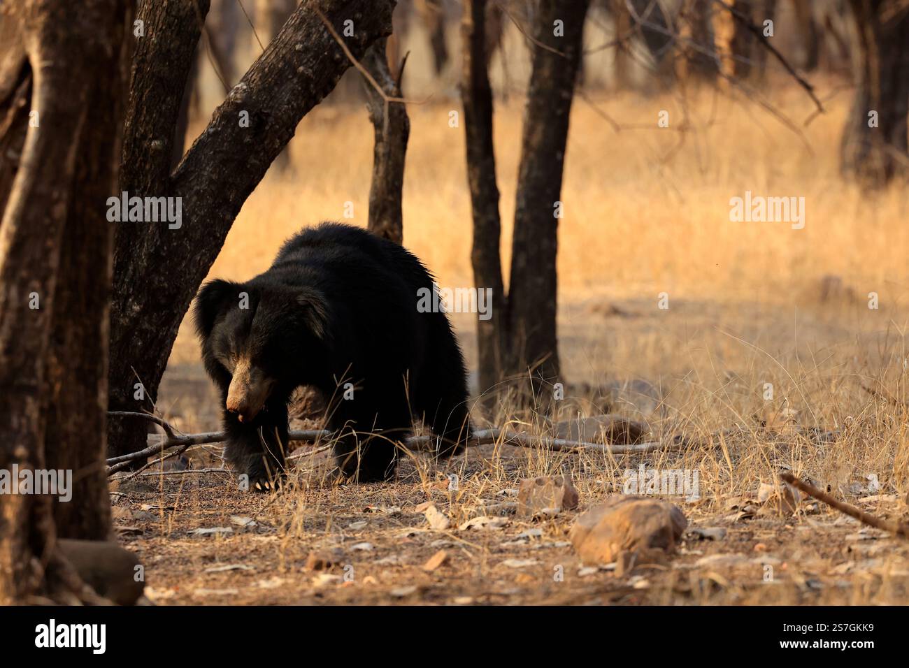 The Indian Sloth Bear Stock Photo - Alamy