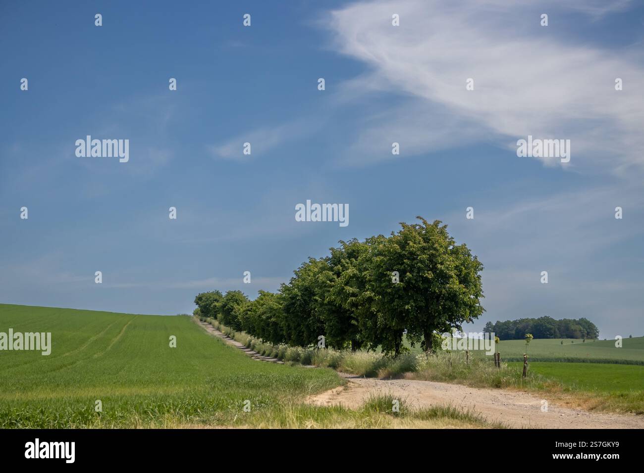 Green fresh fields with a country road in between on them, with a line ...