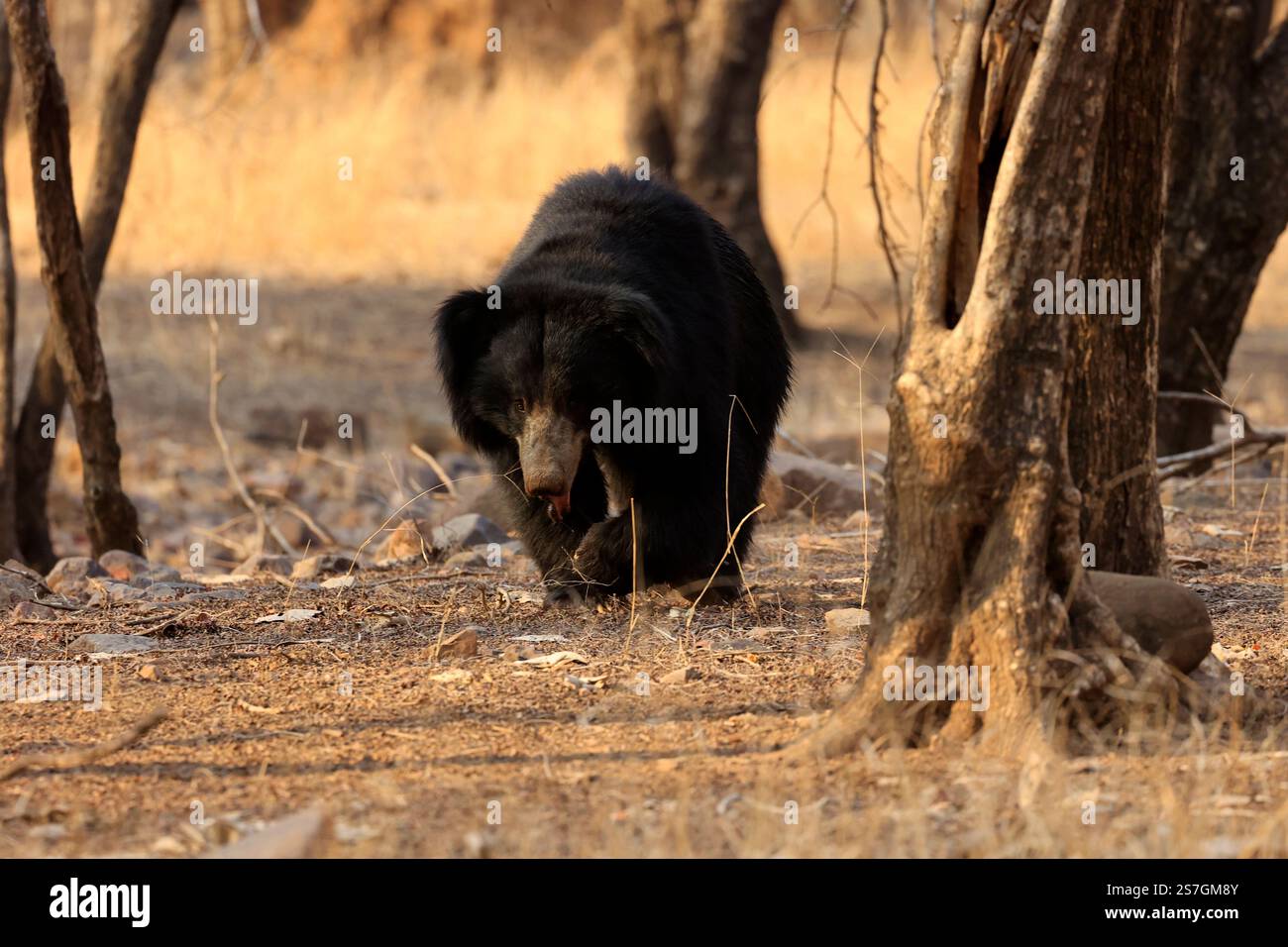 The Indian Sloth Bear Stock Photo - Alamy