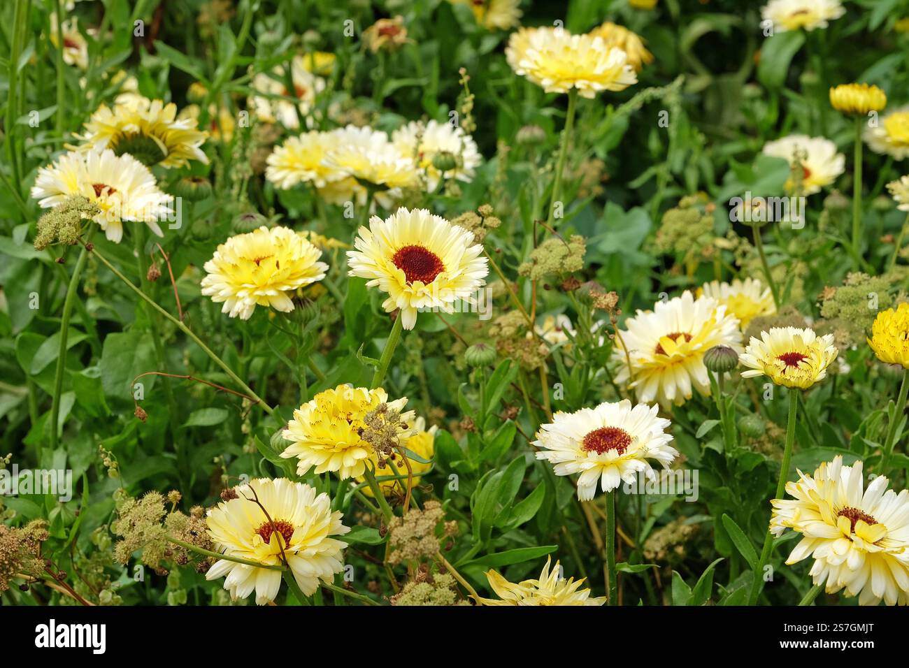 Pale yellow and cream Calendula marigold ‘Snow Princess’ in flower ...