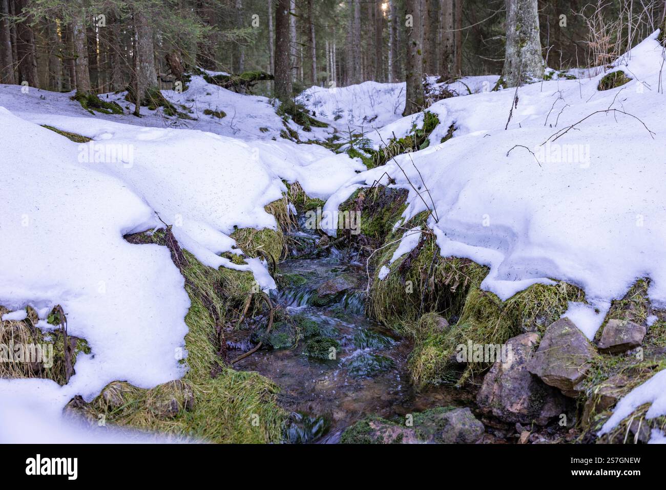Thueringer Wald 1912025 - Der Bergbach Traenke unterhalb des ...